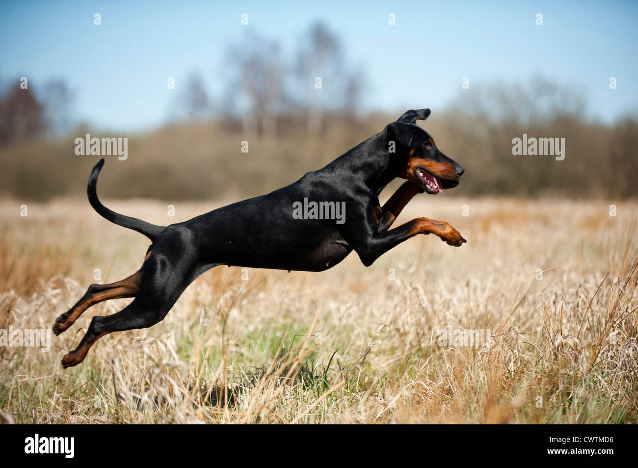 running Doberman Pinscher Stock Photo - Alamy