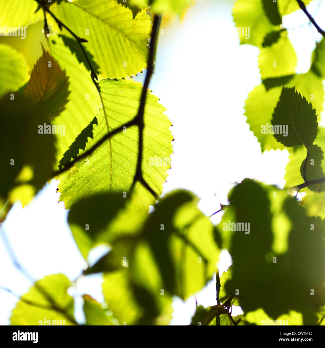 autumn leaves macro close up Stock Photo - Alamy