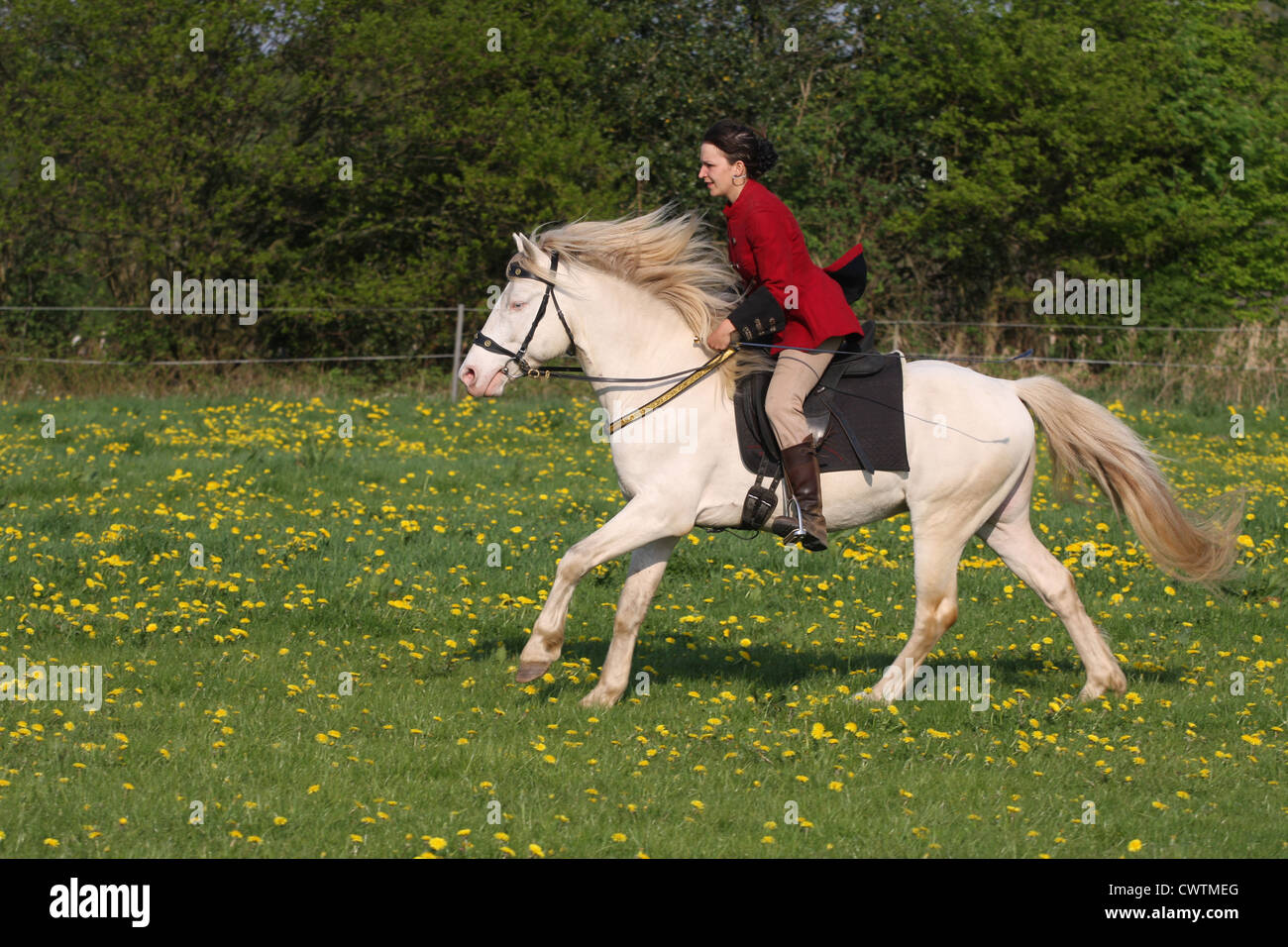 woman rides Connemara-Pony Stock Photo - Alamy