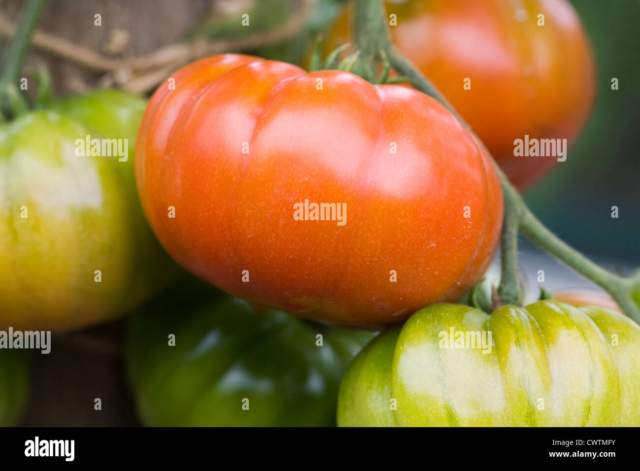 Tomato trusses hi-res stock photography and images - Alamy