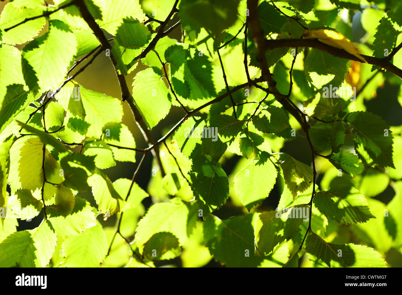 autumn leaves macro close up Stock Photo - Alamy