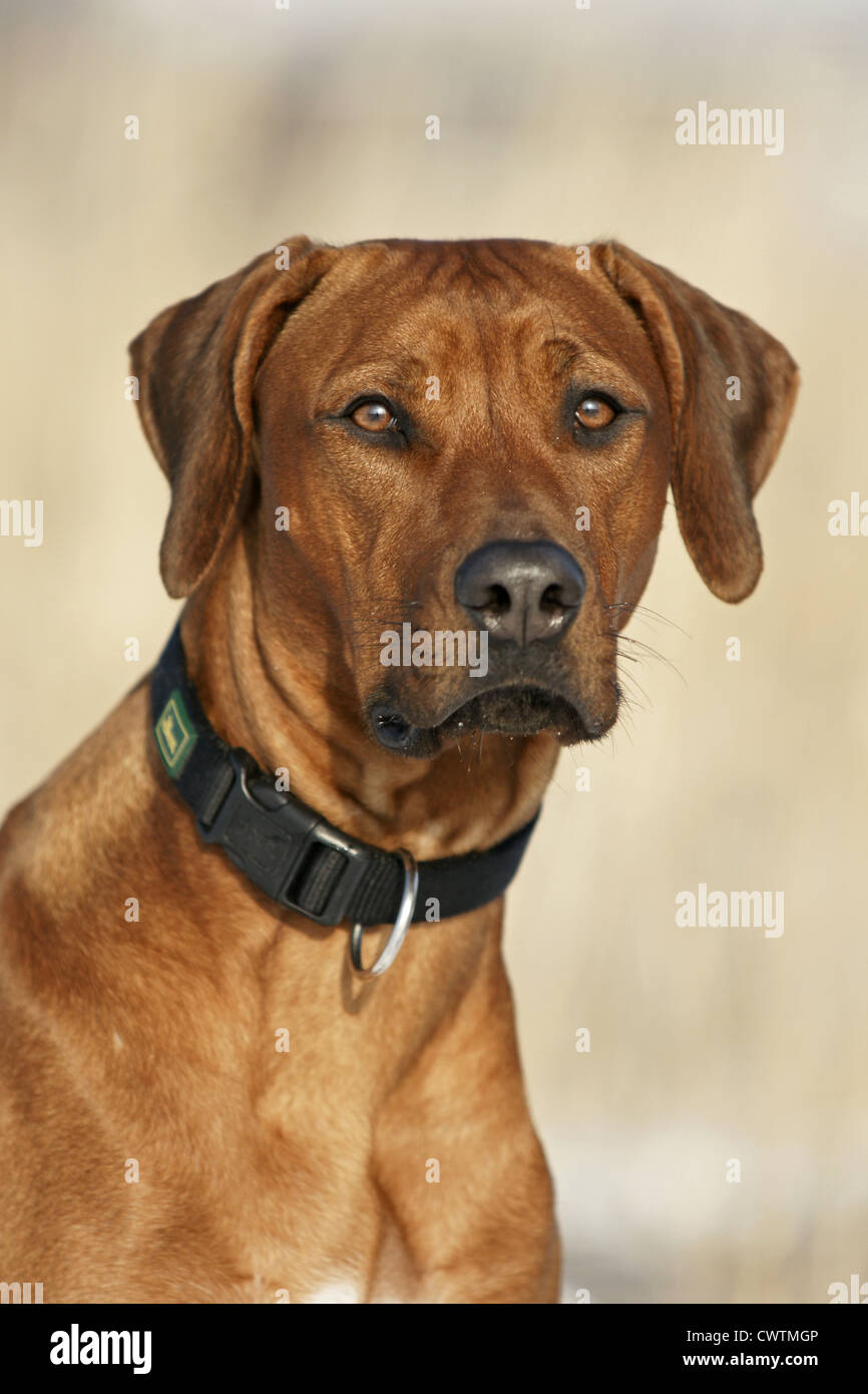 Rhodesian Ridgeback Portrait Stock Photo - Alamy