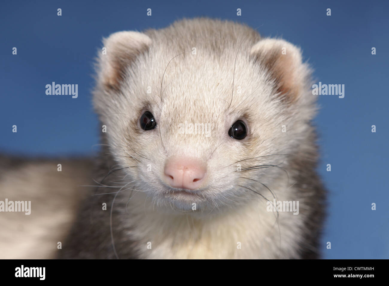 Ferrets hi-res stock photography and images - Alamy