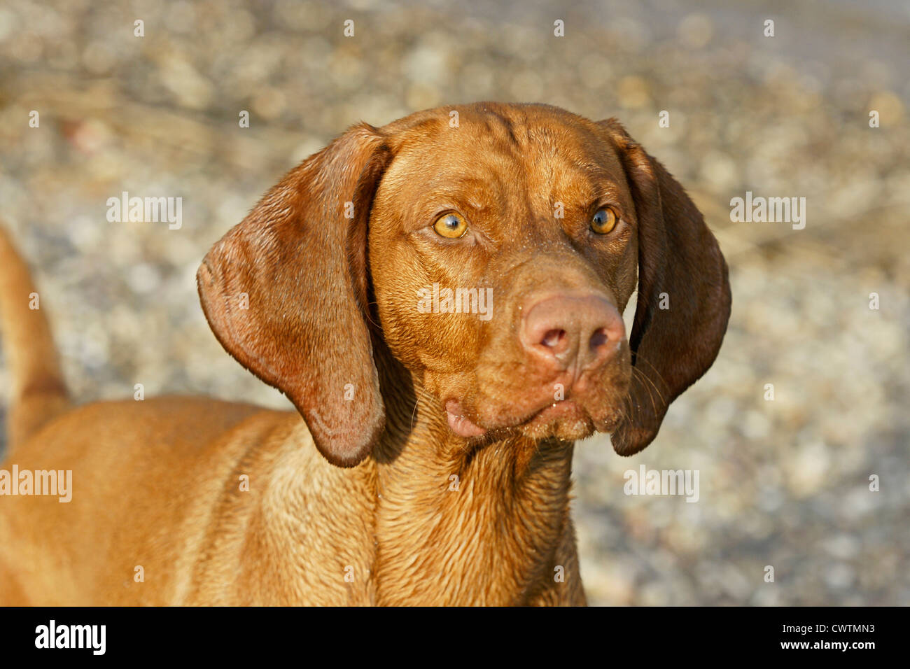 shorthaired Magyar Vizsla Stock Photo - Alamy