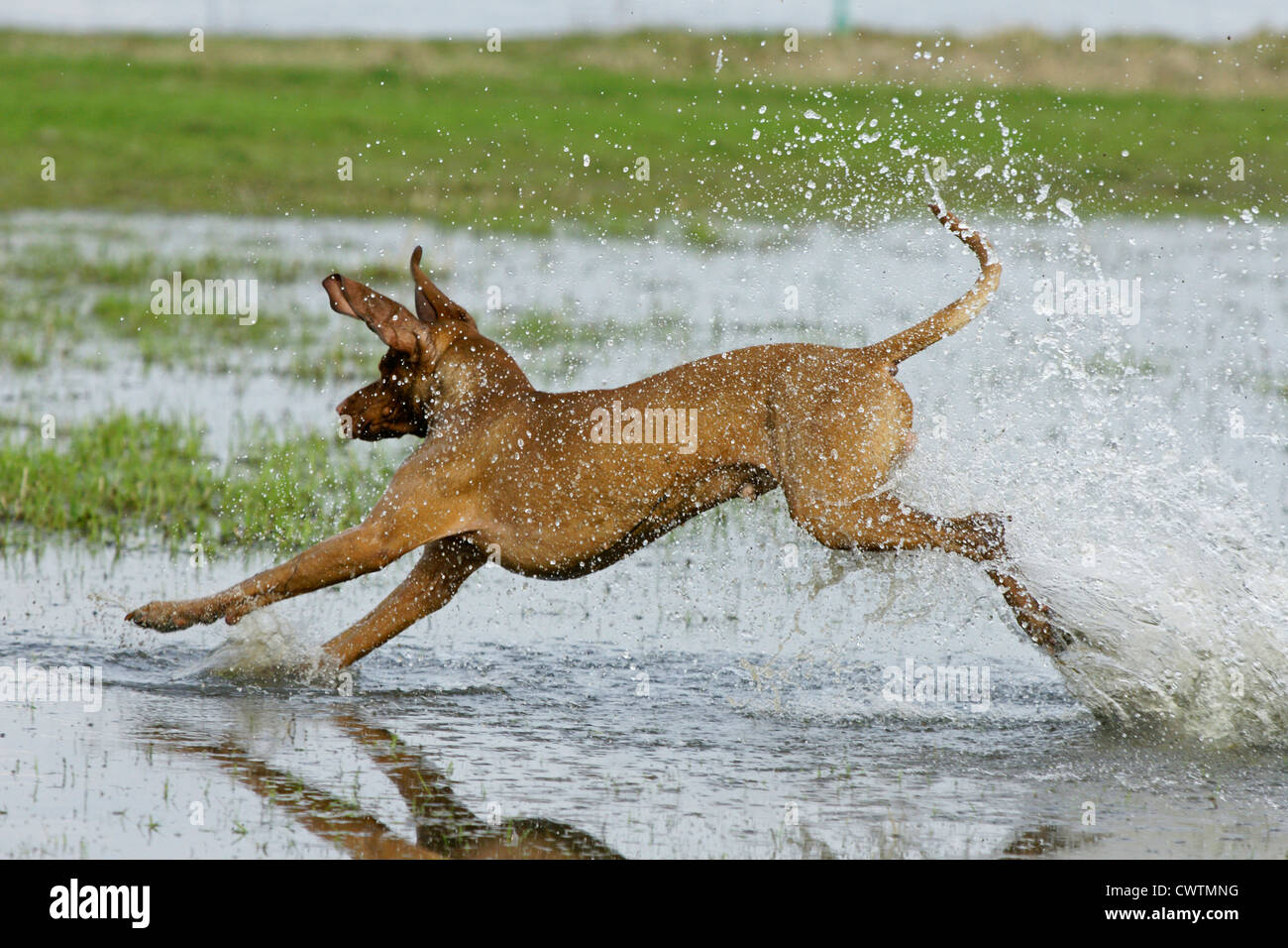running shorthaired Magyar Vizsla Stock Photo - Alamy