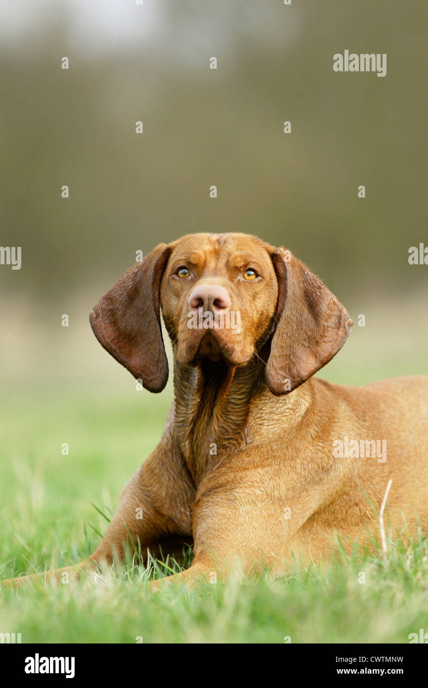 shorthaired Magyar Vizsla Stock Photo - Alamy