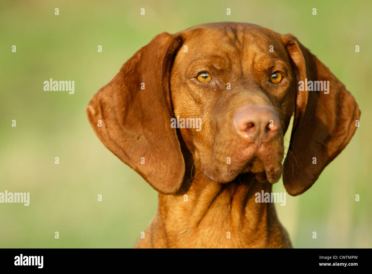 shorthaired Magyar Vizsla Stock Photo - Alamy