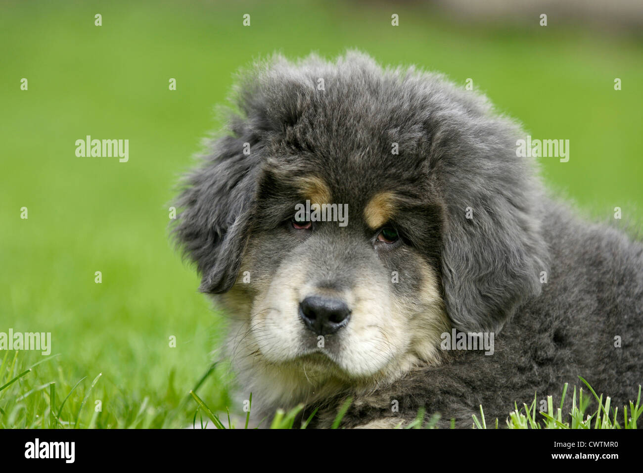 Do Khyi puppy Stock Photo - Alamy