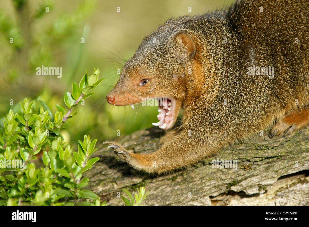 Mongoose tree hi-res stock photography and images - Alamy