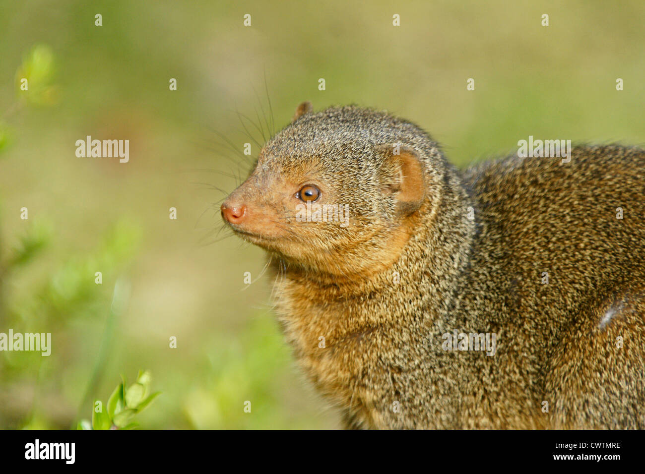 Dwarf mongoose hi-res stock photography and images - Alamy