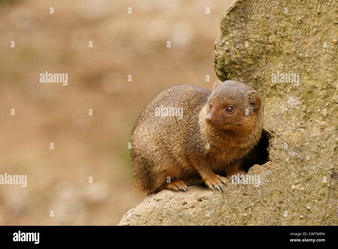Mongoose view hi-res stock photography and images - Alamy