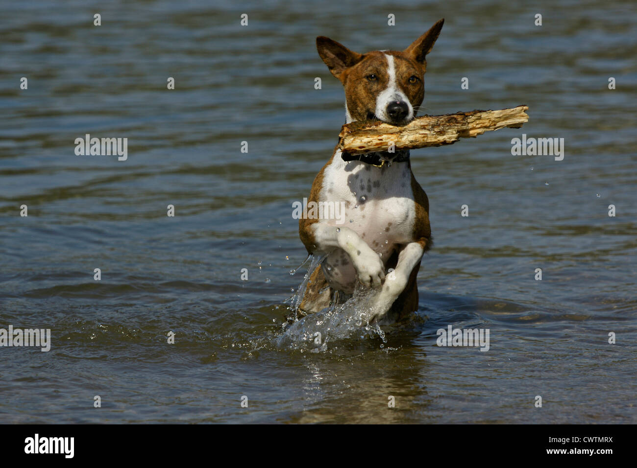 Mouth of congo river hi-res stock photography and images - Alamy