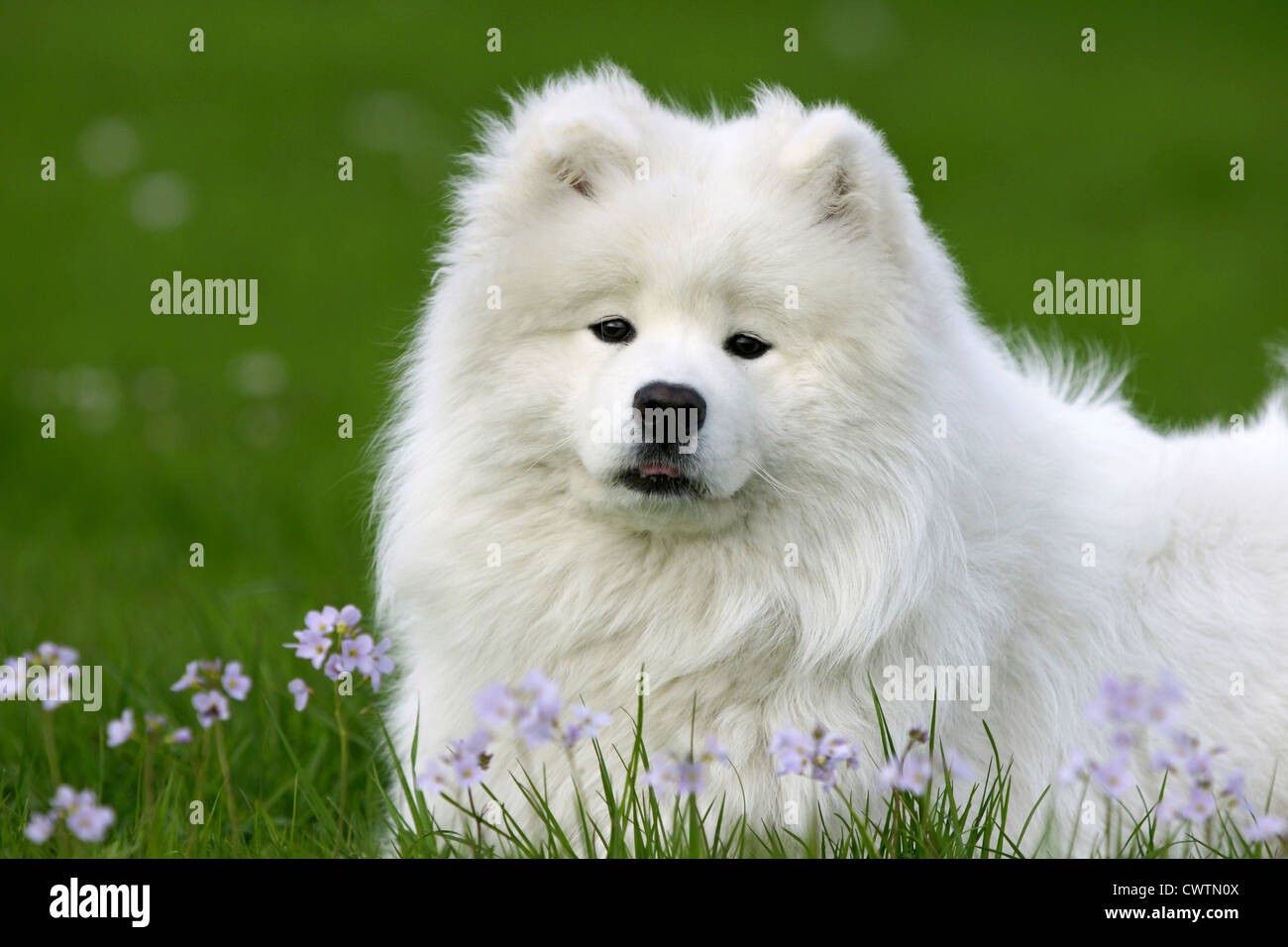 Nature of samoyeds hi-res stock photography and images - Alamy