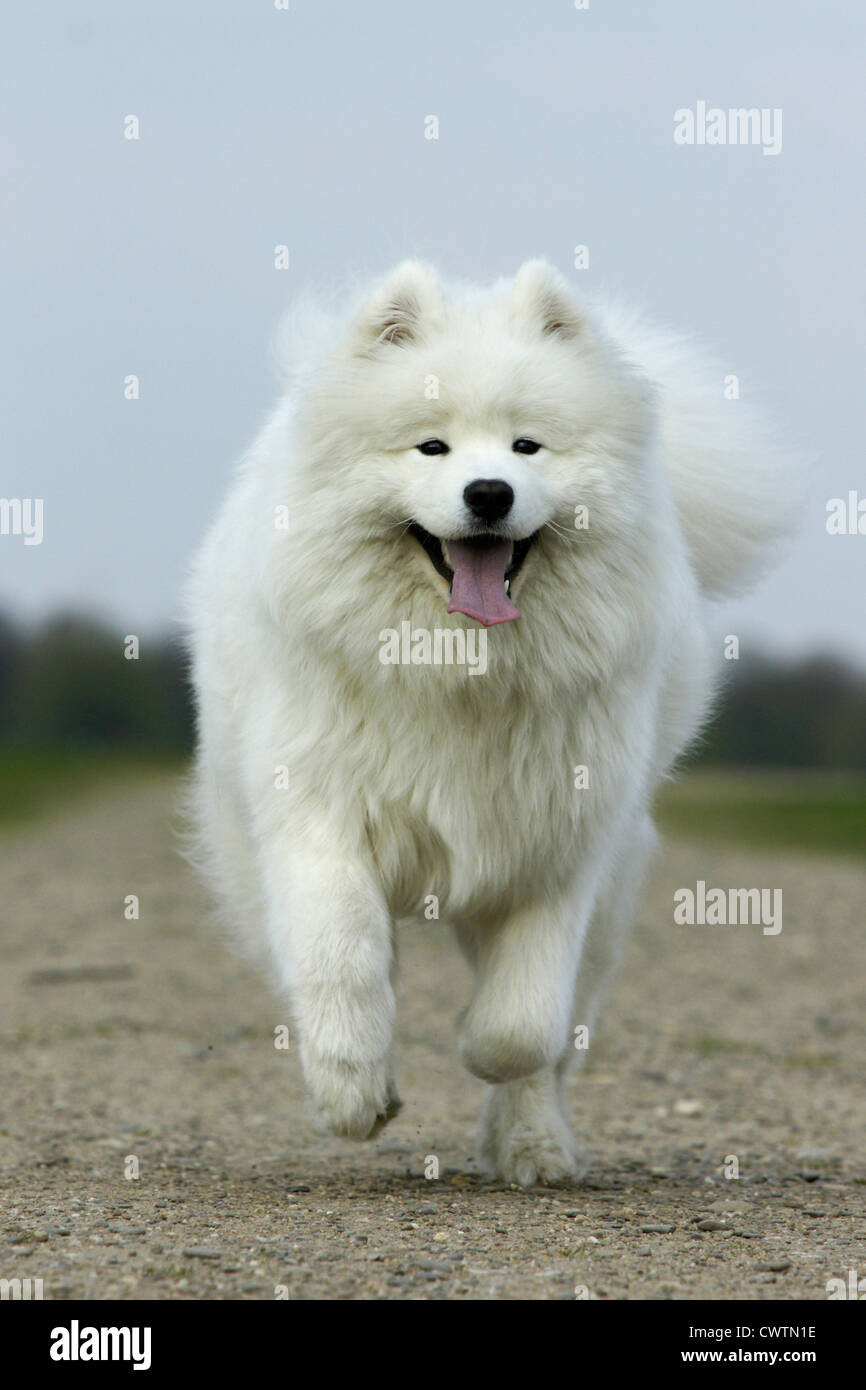 Samoyeds running hi-res stock photography and images - Alamy