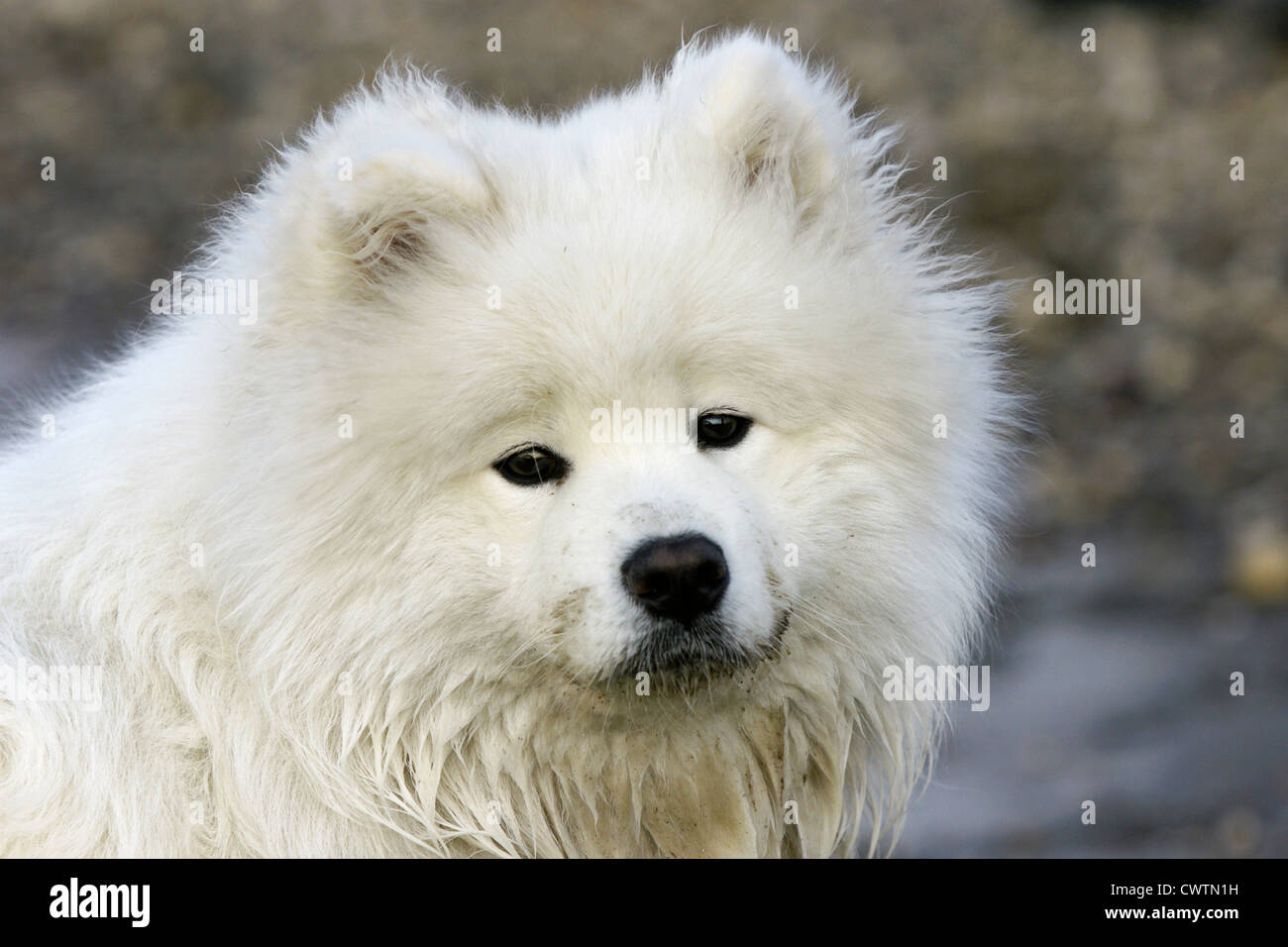 Wet samoyed hi-res stock photography and images - Alamy