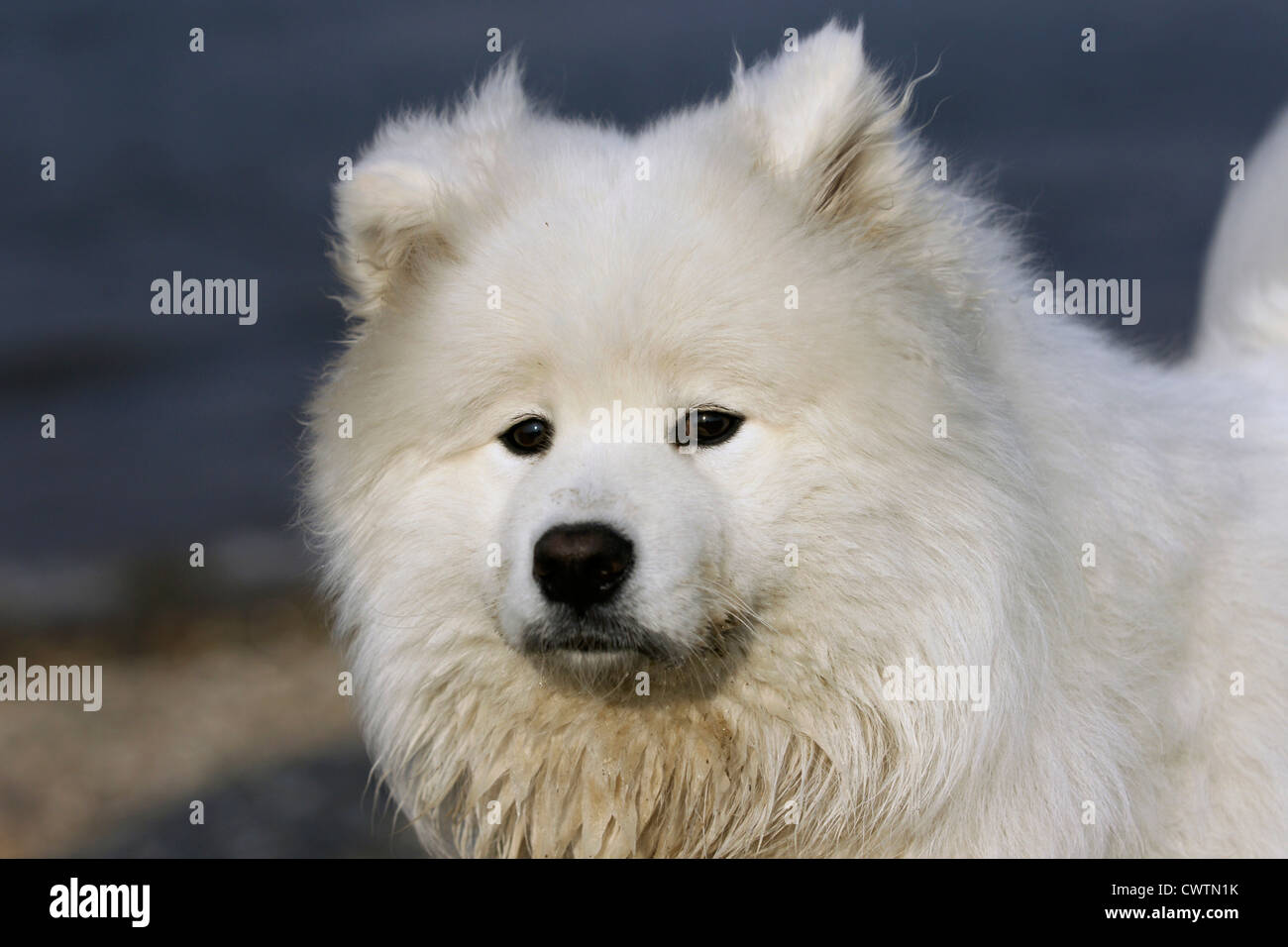 Wet samoyed hi-res stock photography and images - Alamy