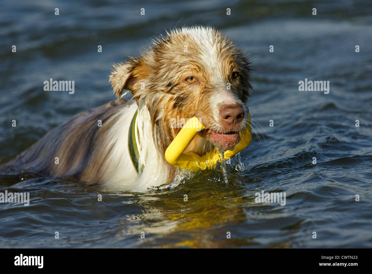 playing Australian Shepherd Stock Photo - Alamy