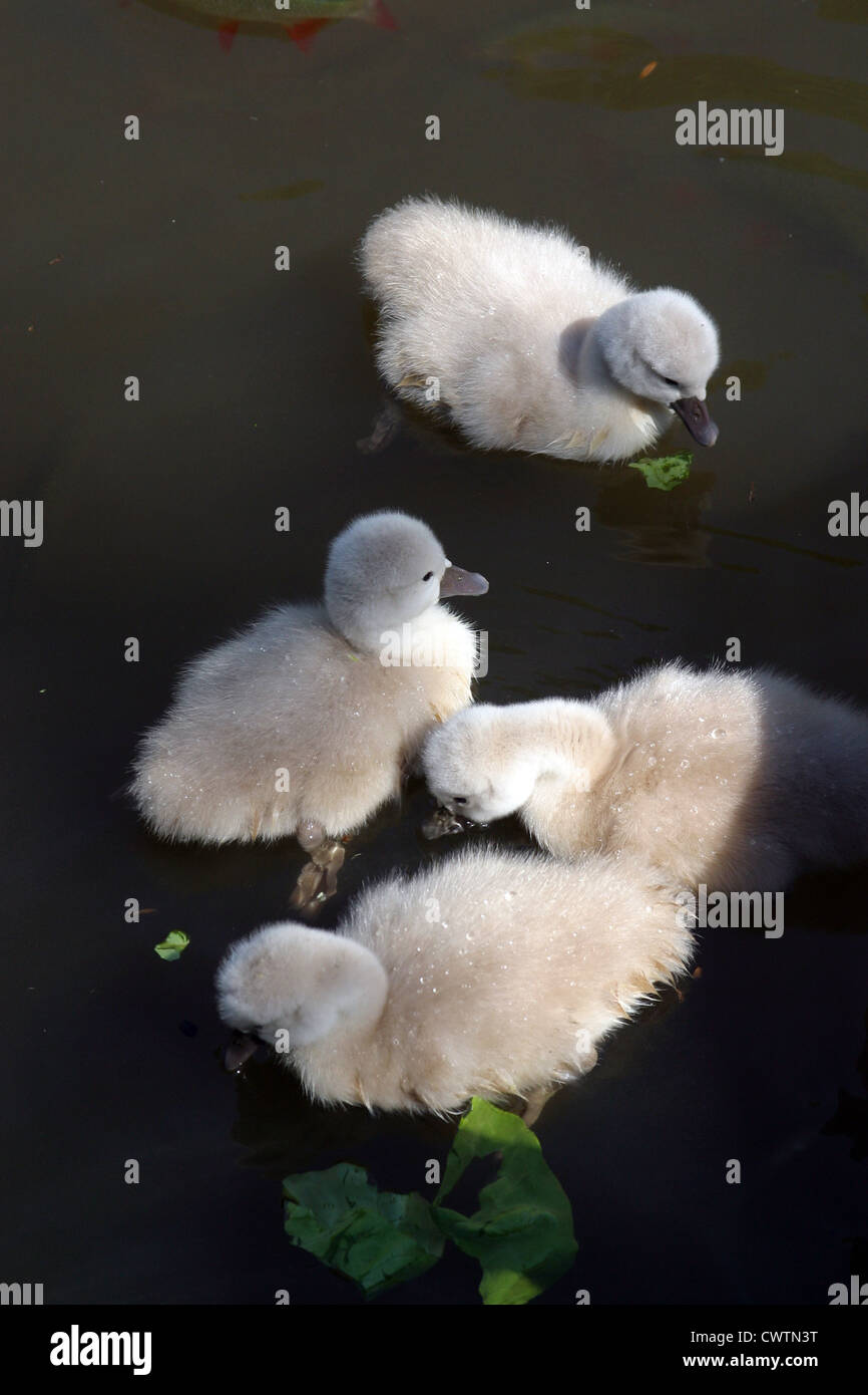 Mother swan with cygnets Stock Photo - Alamy