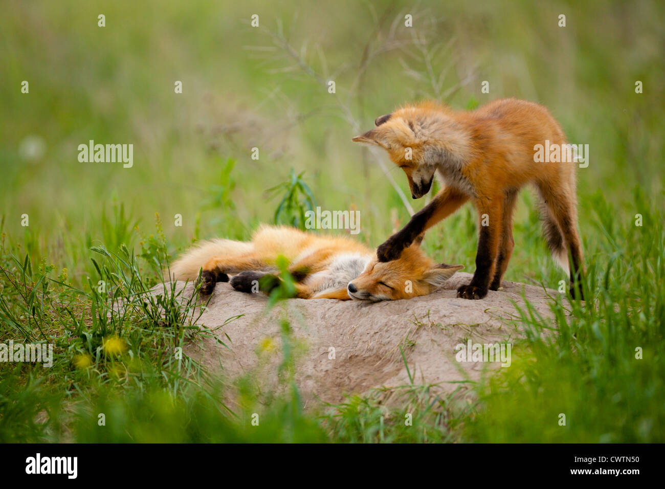 Red fox cubs hi-res stock photography and images - Alamy