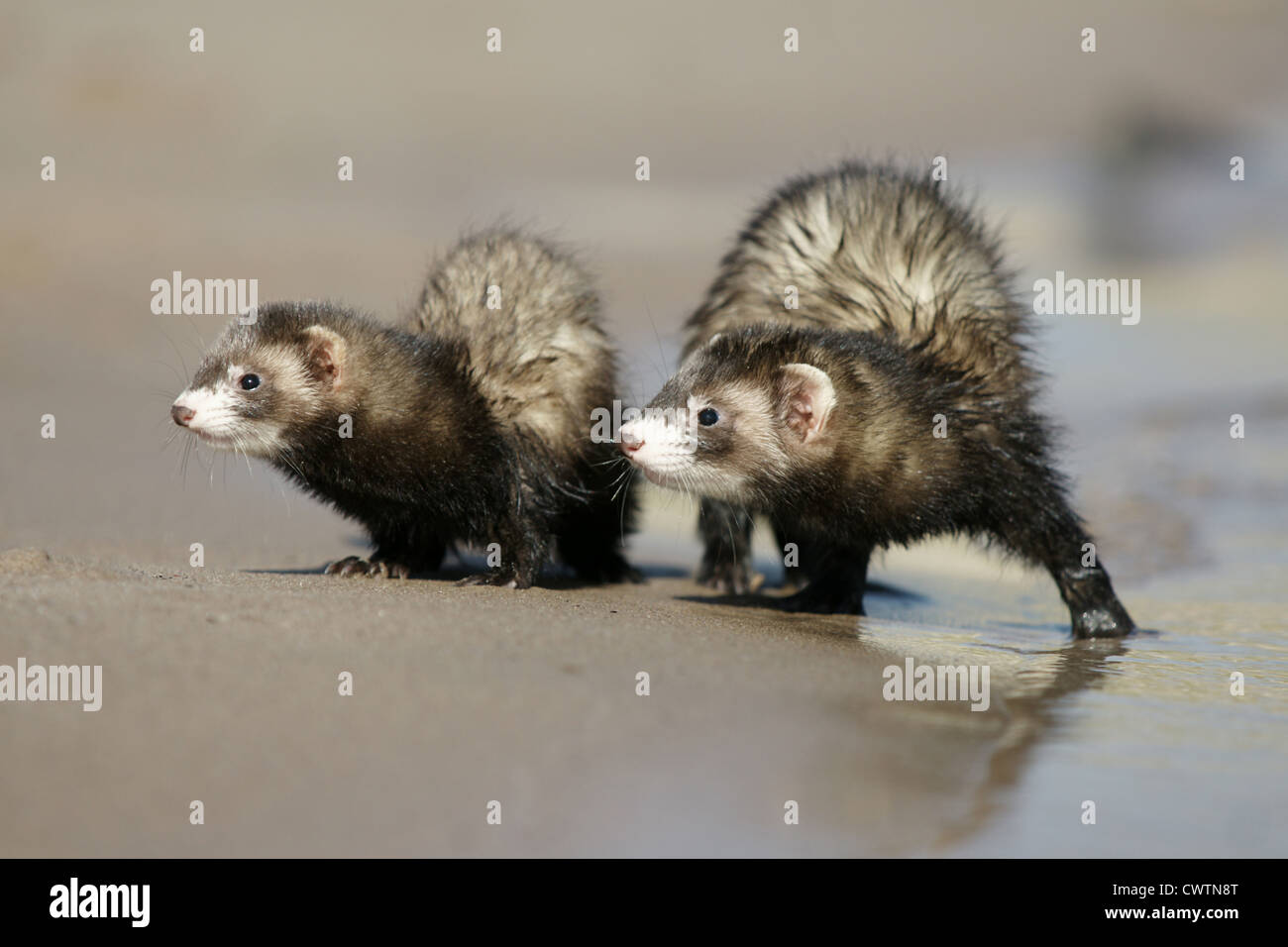 Ferret bank hi-res stock photography and images - Alamy