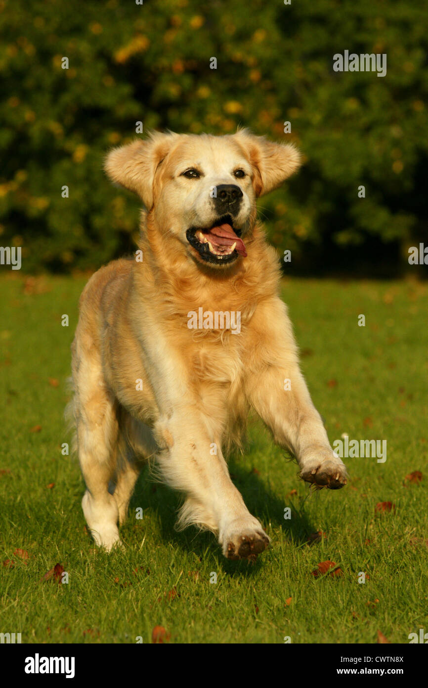 running Golden Retriever Stock Photo - Alamy