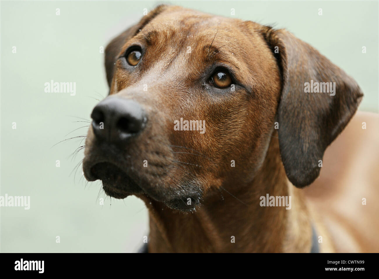 Rhodesian Ridgeback Portrait Stock Photo - Alamy