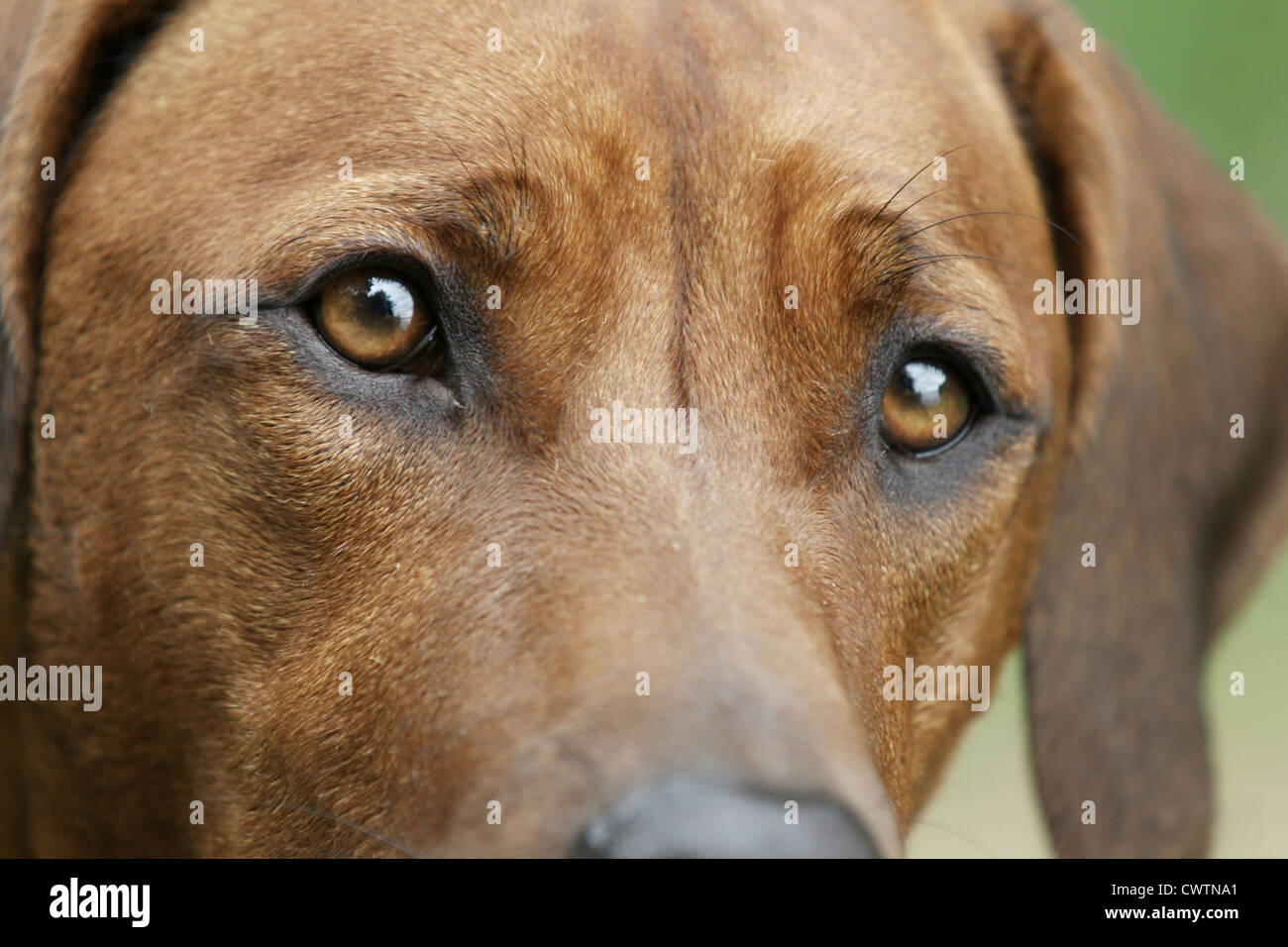 Rhodesian Ridgeback eyes Stock Photo - Alamy