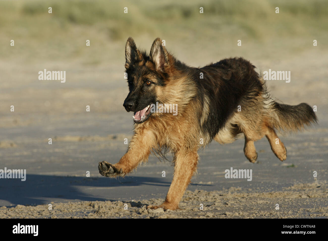 running German Shepherd Stock Photo - Alamy