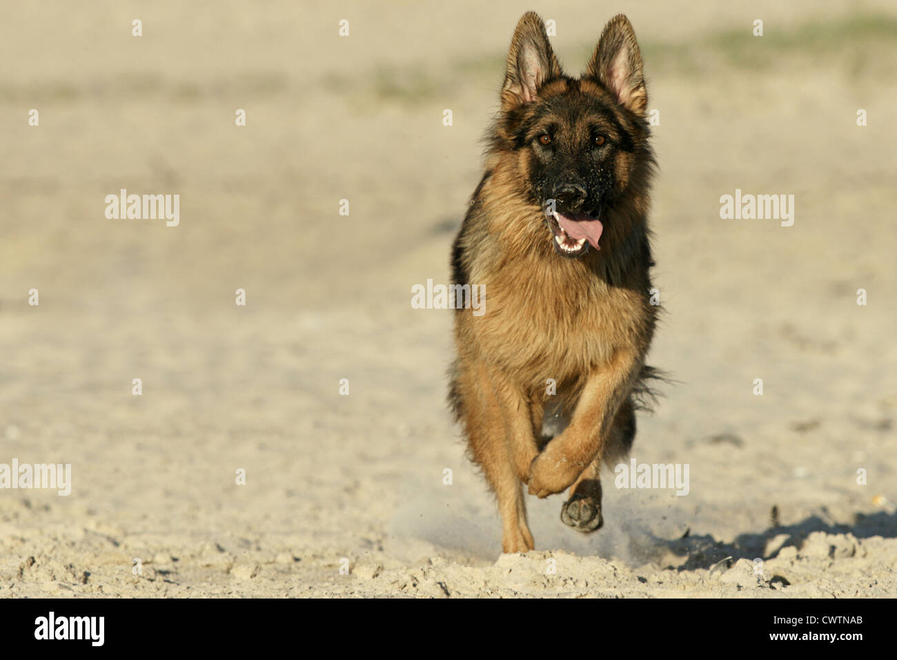running German Shepherd Stock Photo - Alamy