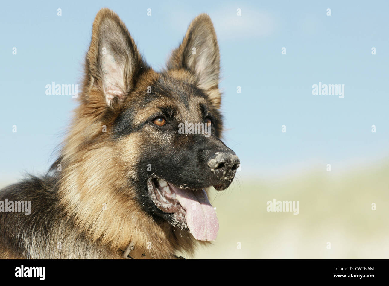 German Shepherd Portrait Stock Photo - Alamy
