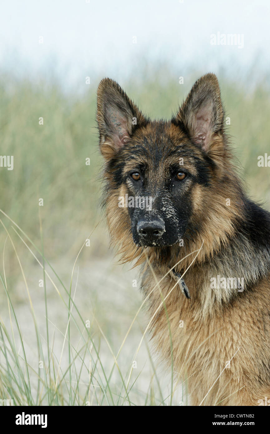 German Shepherd Portrait Stock Photo - Alamy
