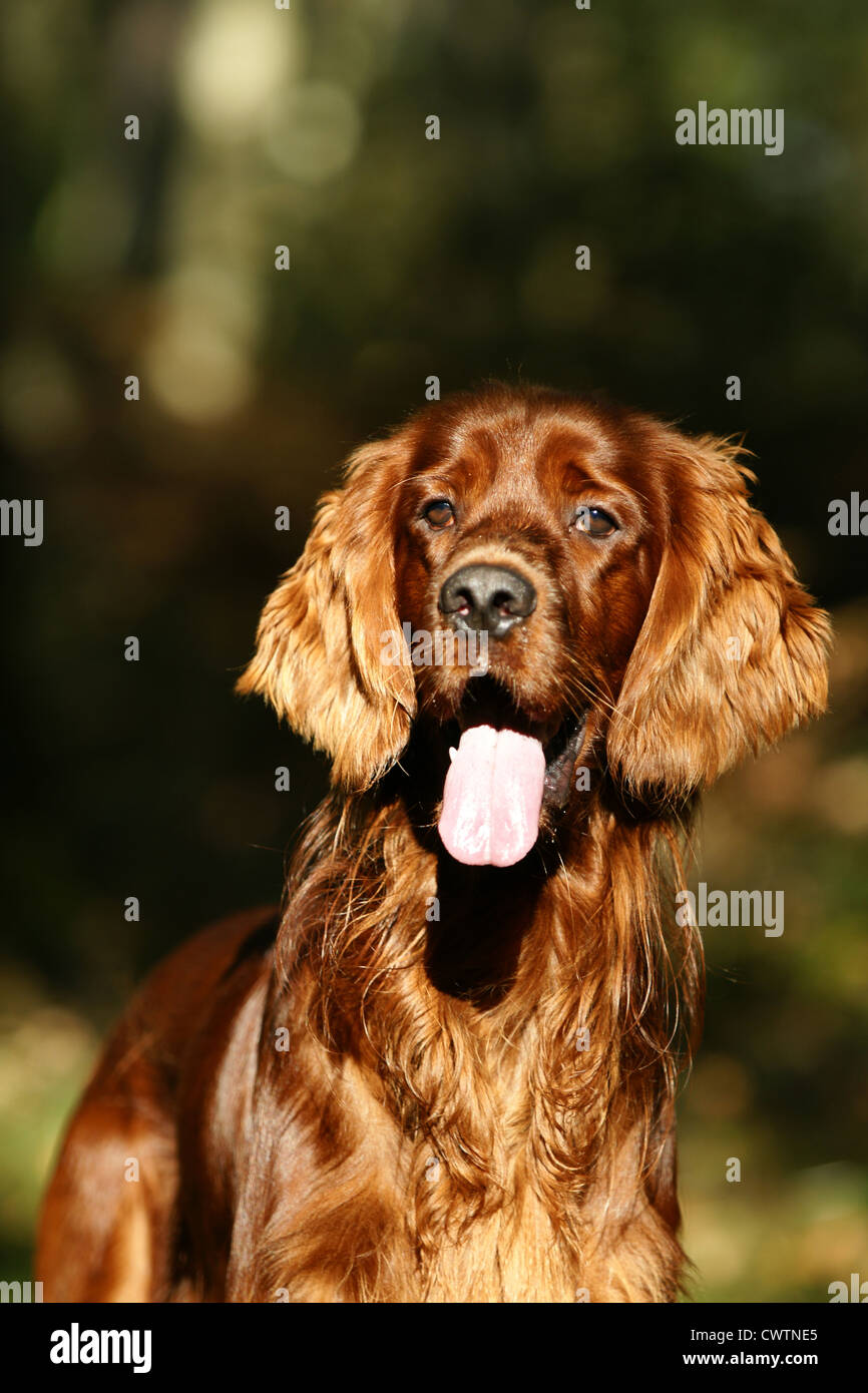 Irish Red Setter Portrait Stock Photo - Alamy