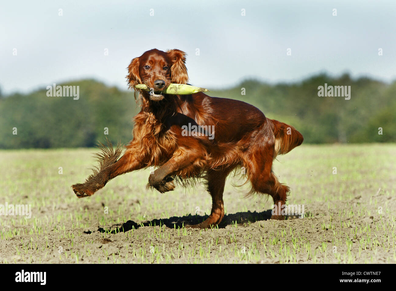 playing Irish Red Setter Stock Photo - Alamy