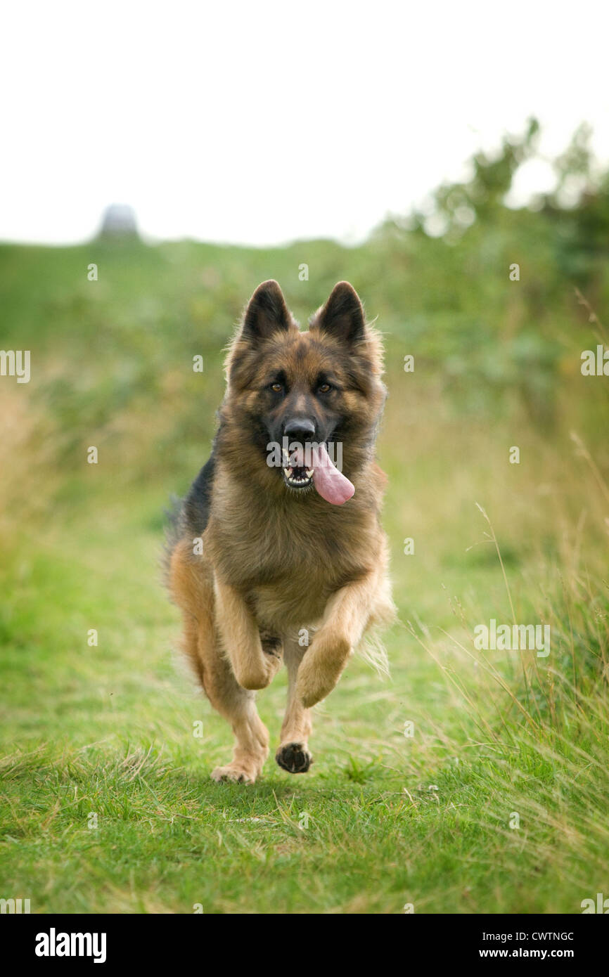 running German Shepherd Stock Photo - Alamy
