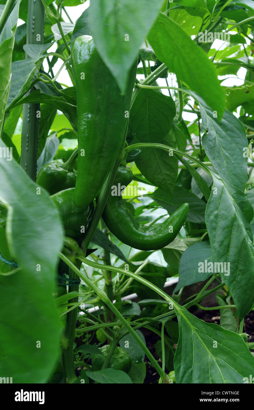 Green bullhorn peppers being raised in an urban garden Stock Photo - Alamy
