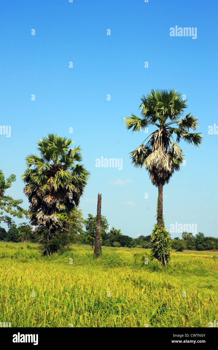 Palm tree field hi-res stock photography and images - Alamy