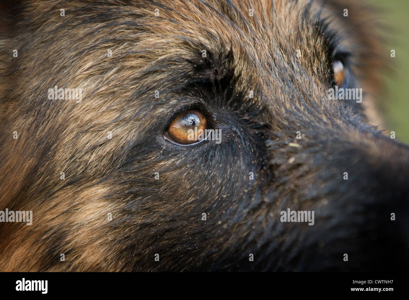 German Shepherd eye Stock Photo - Alamy