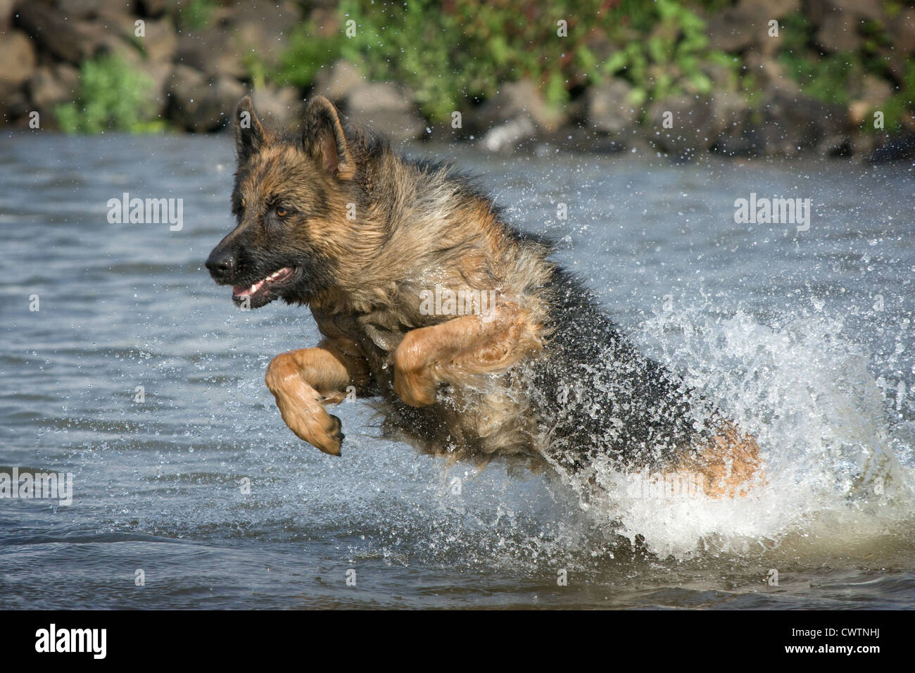 running German Shepherd Stock Photo - Alamy