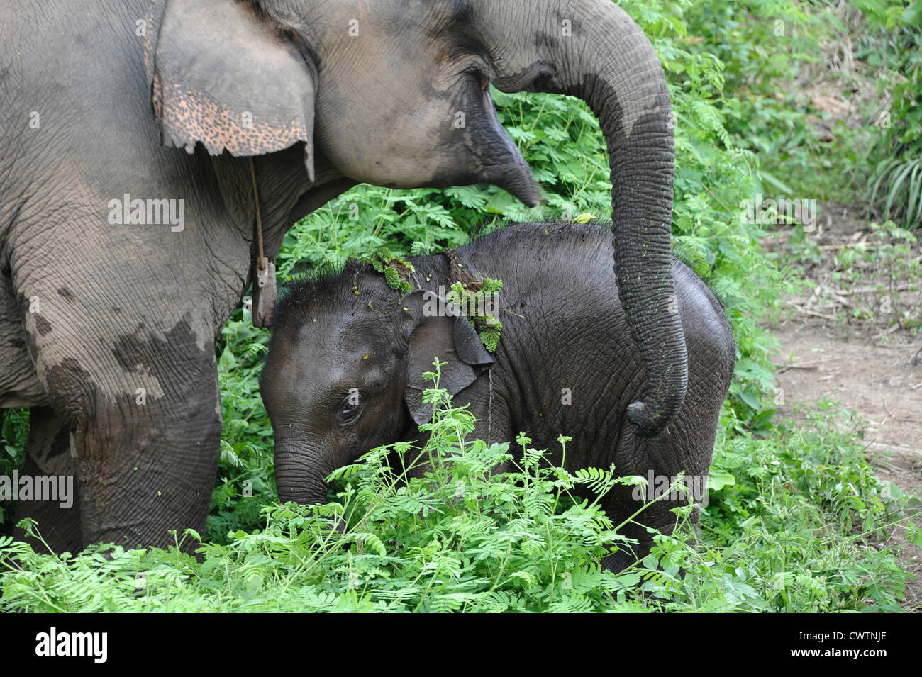 Two elephants mother and eight months old male bull baby, Laos Stock ...