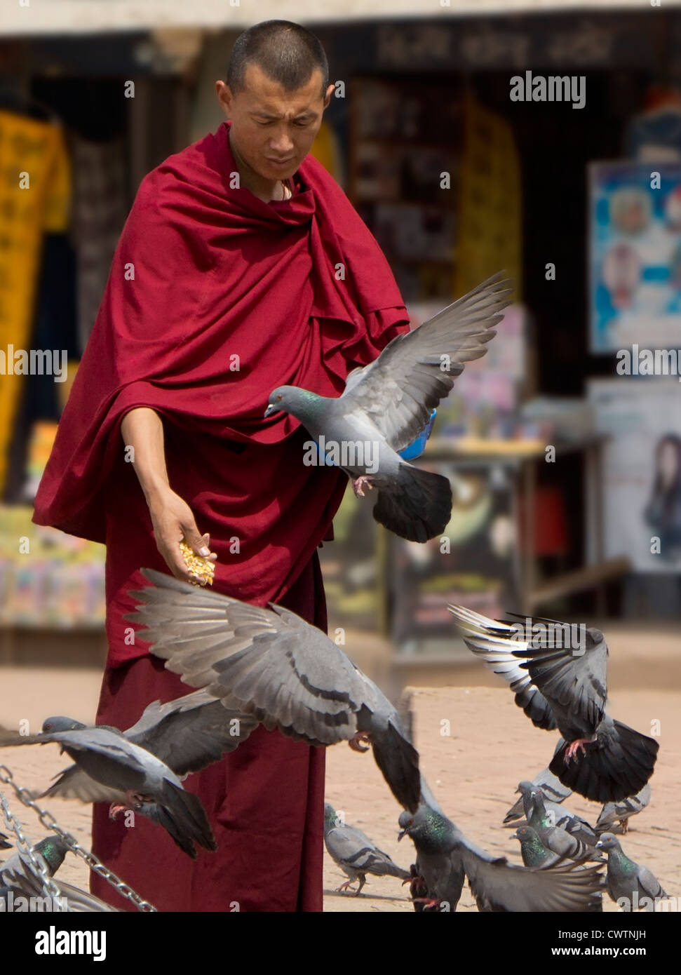 a monk feeds the pigeons at the Bouhdanath in Kathmandu, Nepal Stock ...