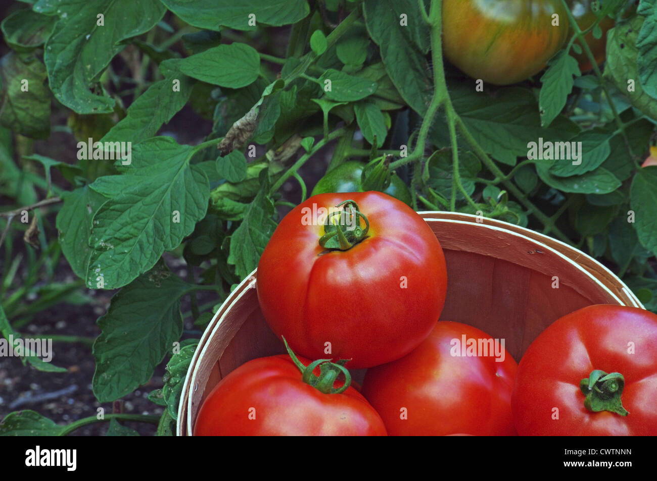Freshly Picked Tomatoes in a basket Stock Photo - Alamy