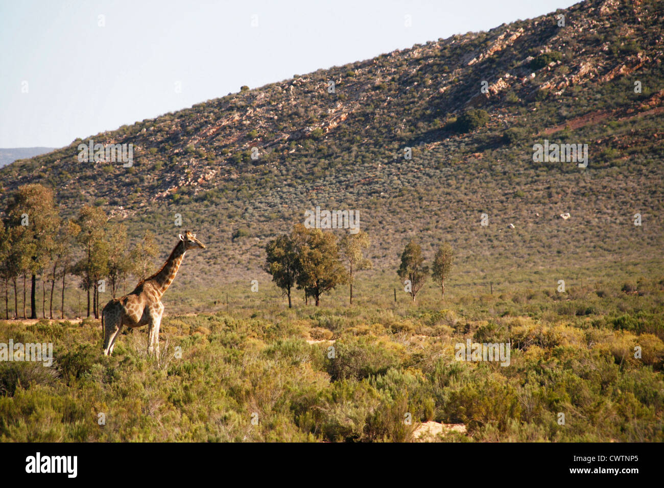 Giraffe South of Cape Town, Western Cape, South Africa Stock Photo - Alamy