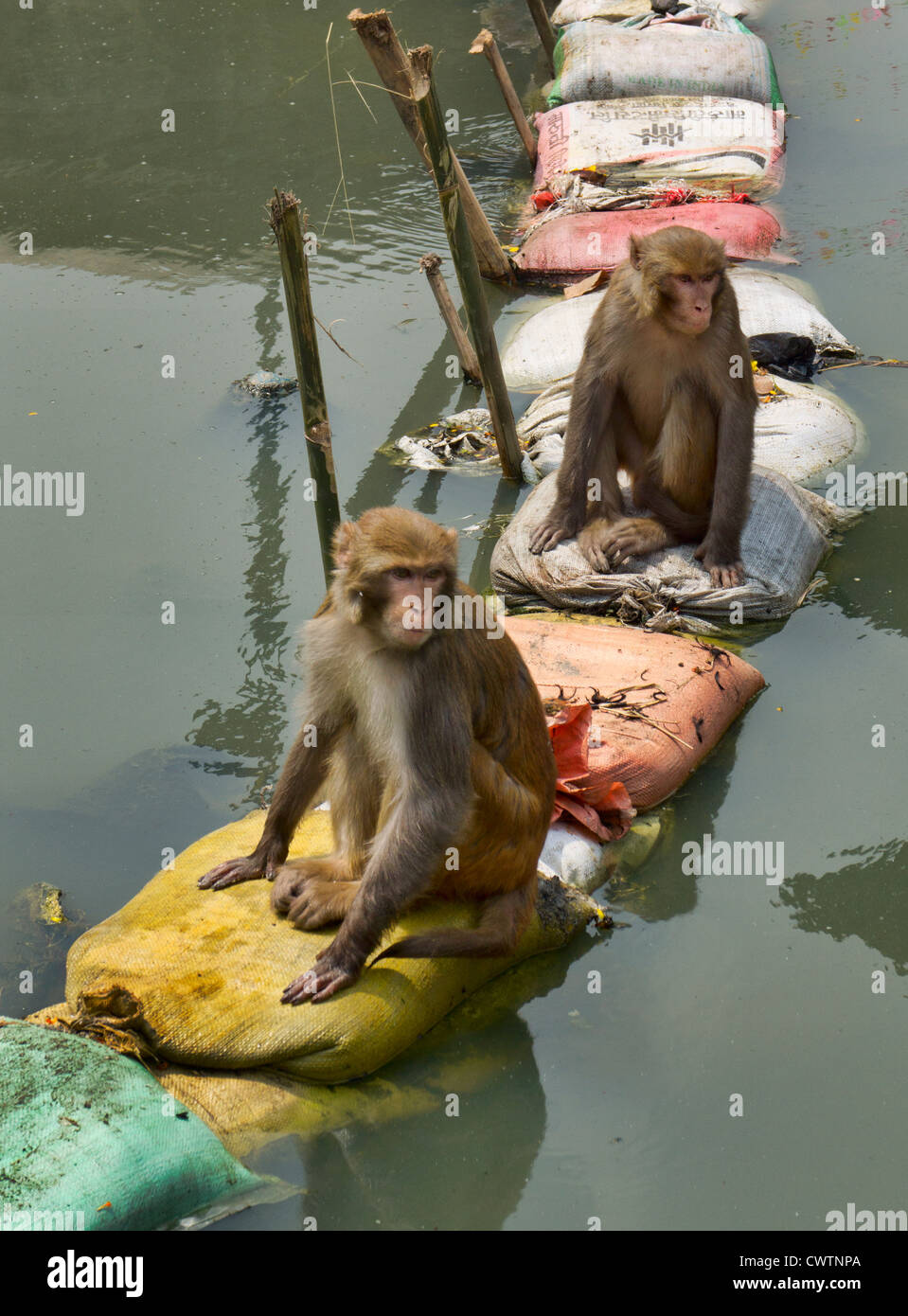 Monkeys pashupatinath temple in kathmandu hi-res stock photography and ...