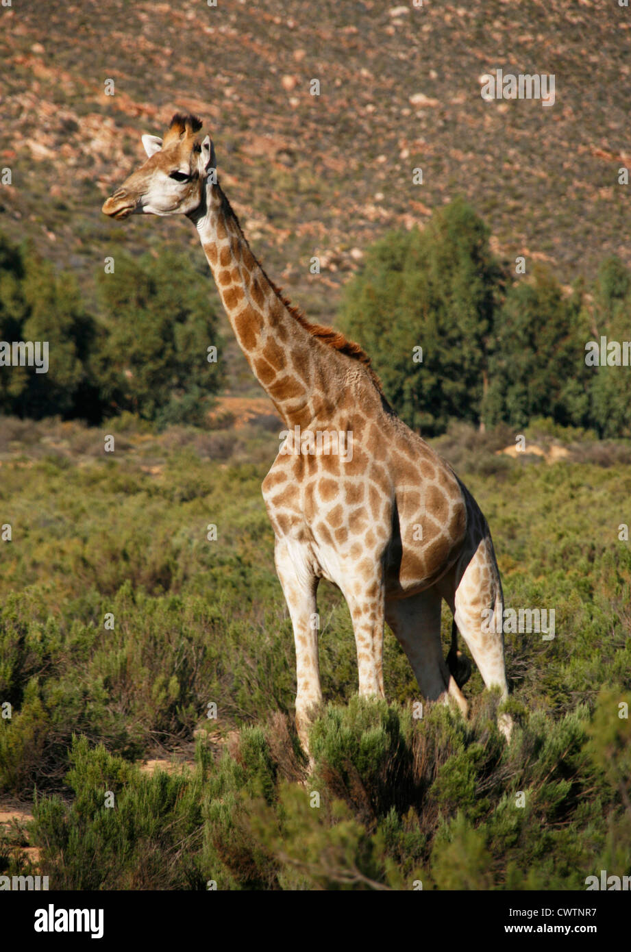 Giraffe South of Cape Town, Western Cape, South Africa Stock Photo - Alamy