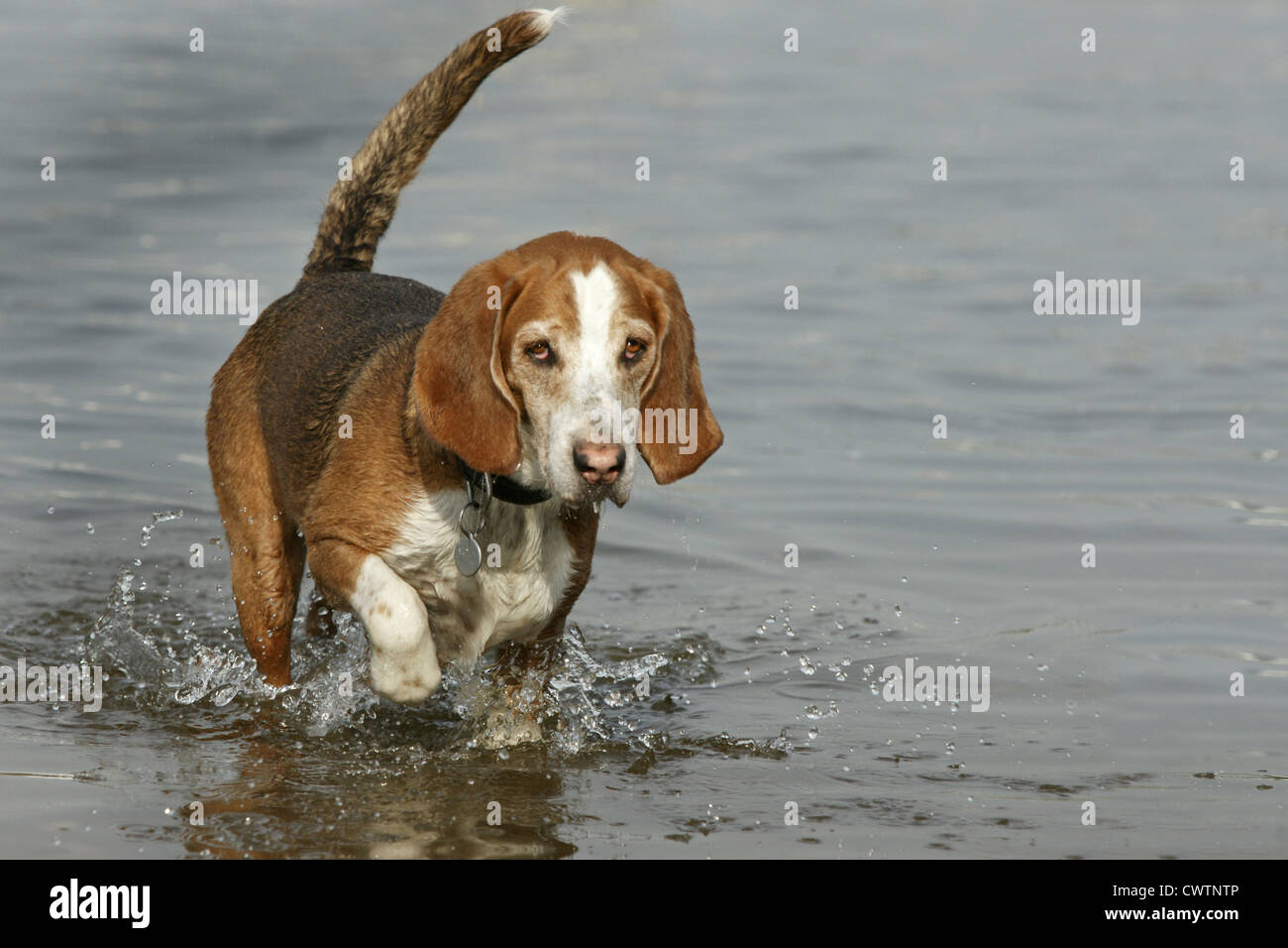 bathing German hound Stock Photo - Alamy