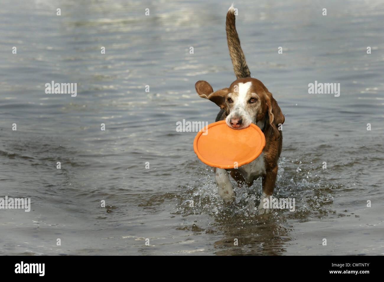 playing German hound Stock Photo - Alamy
