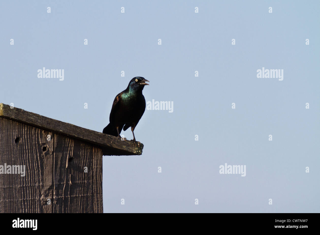 Grackle and display hi-res stock photography and images - Alamy