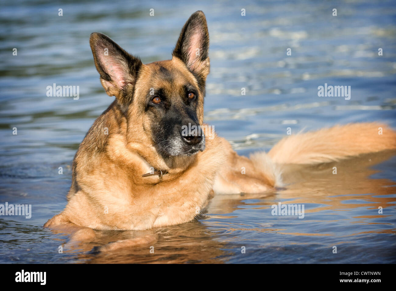 bathing German Shepherd Stock Photo - Alamy