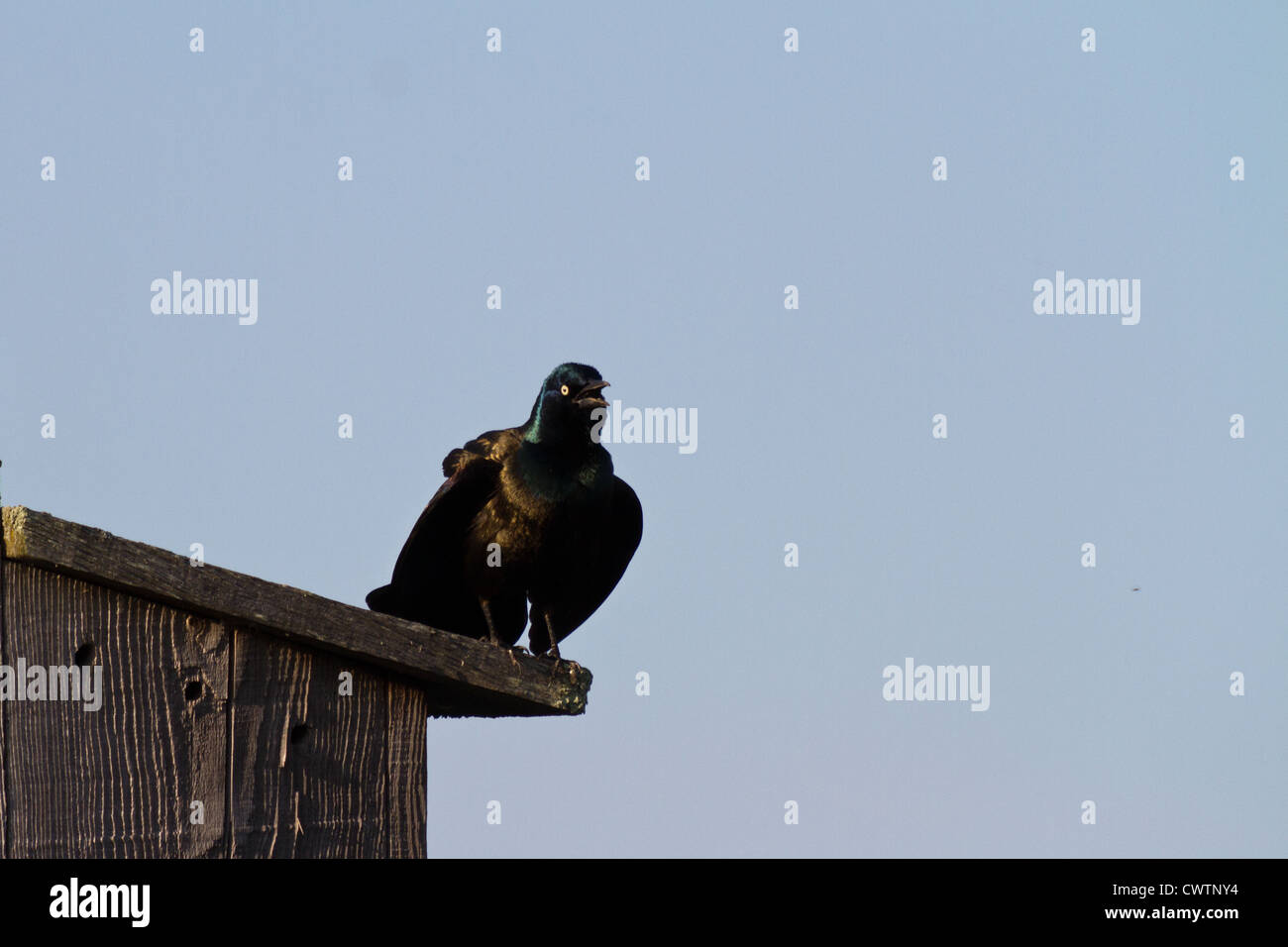 Grackle and display hi-res stock photography and images - Alamy