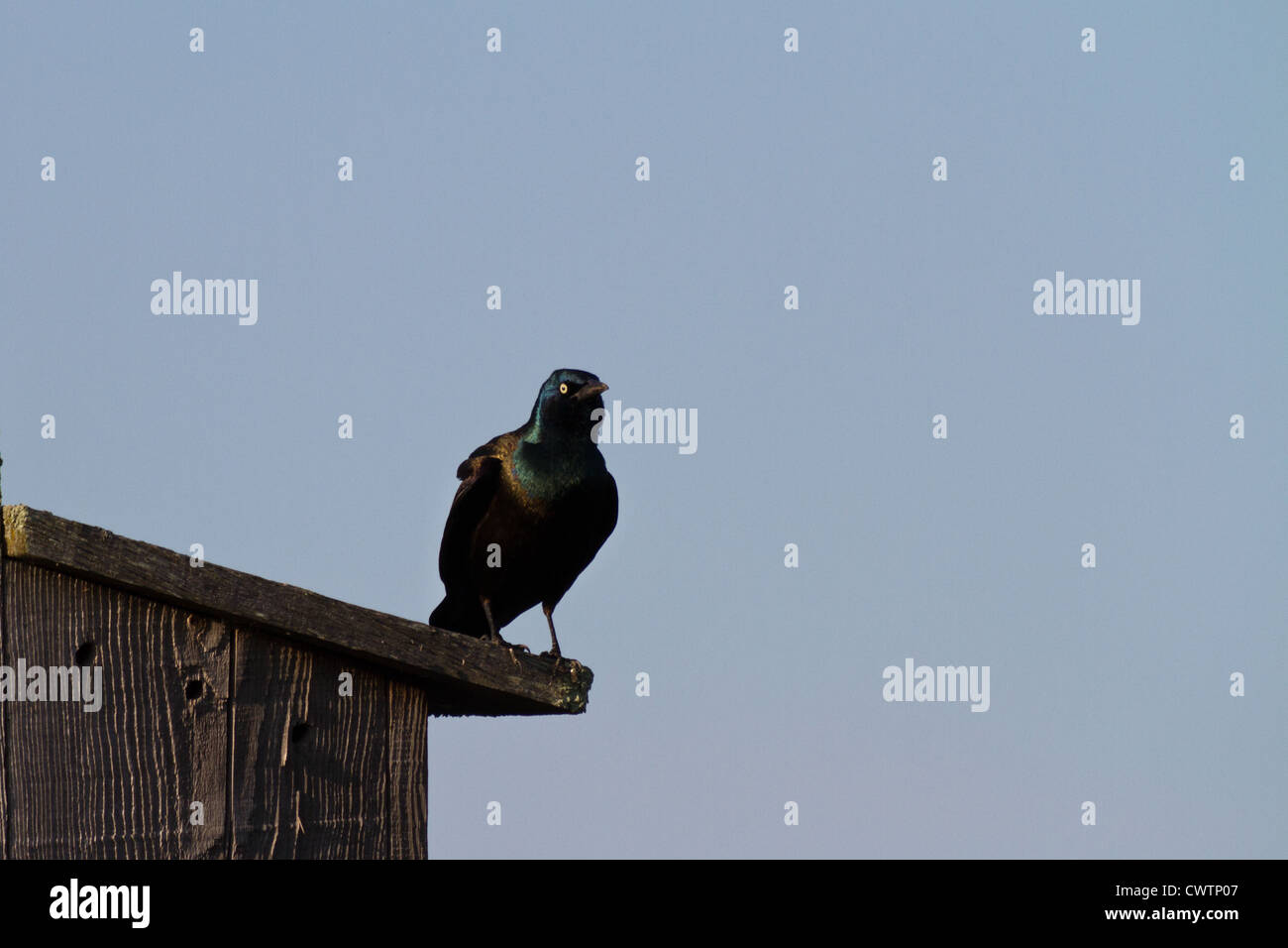 Grackle and display hi-res stock photography and images - Alamy